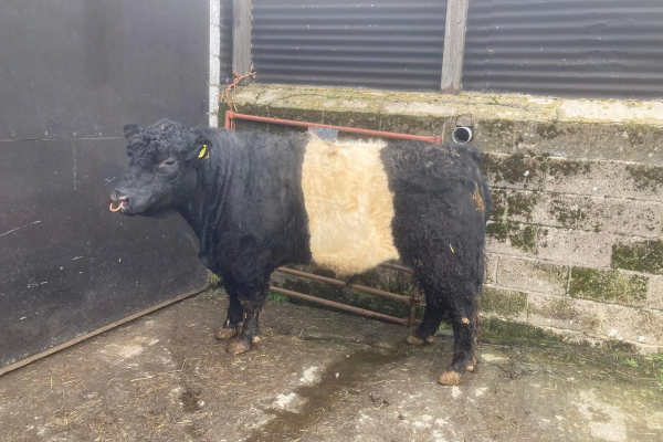 Widdybank Duke - Belted Galloway