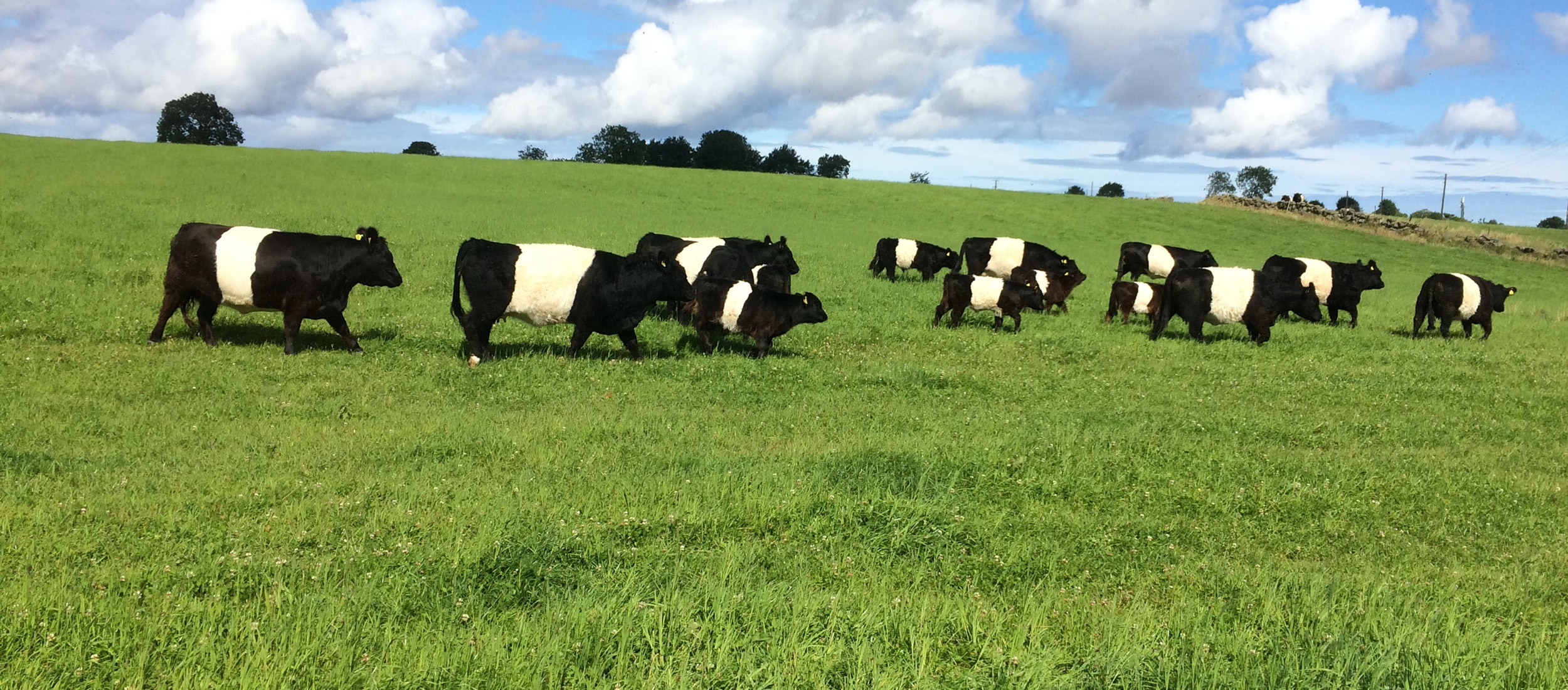 Home - Belted Galloway