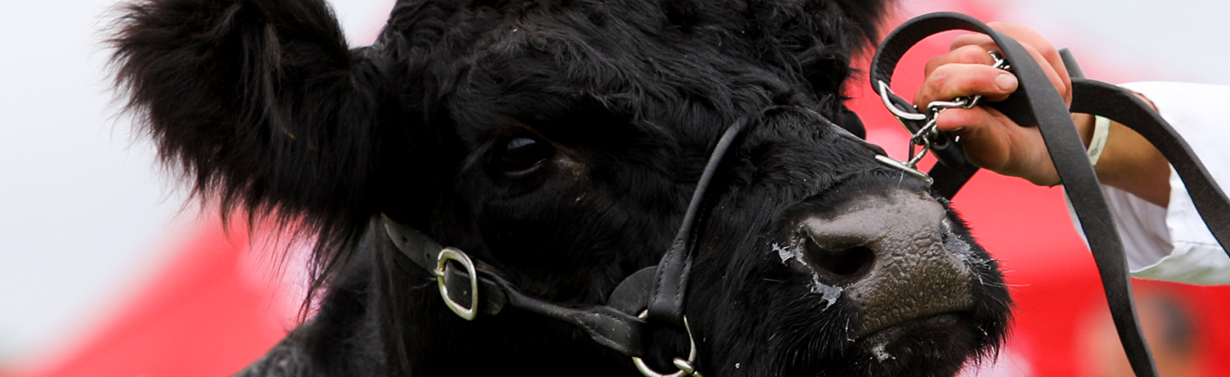 Belties In Art - Belted Galloway