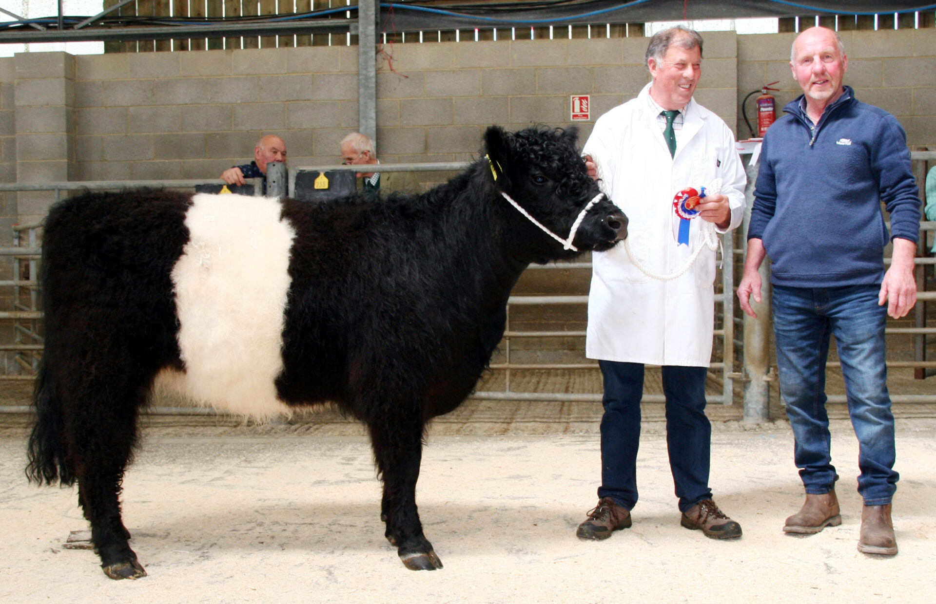 Skipton Show & Sale - Belted Galloway