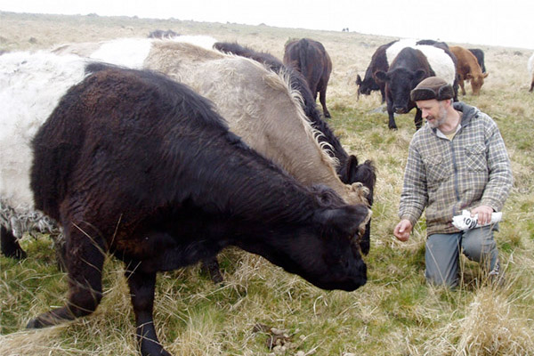 Observations in Cattle Behaviour Through The Years - Belted Galloway