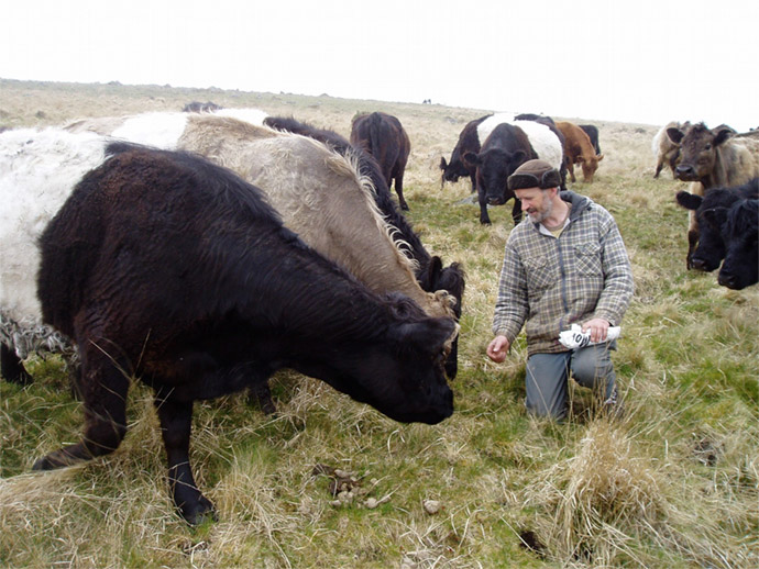 Observations in Cattle Behaviour Through The Years - Belted Galloway