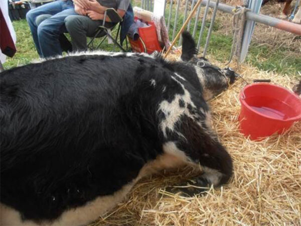 Observations in Cattle Behaviour Through The Years - Belted Galloway