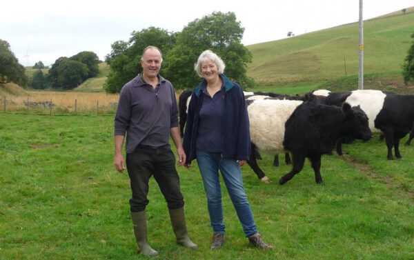 Tributes - Belted Galloway