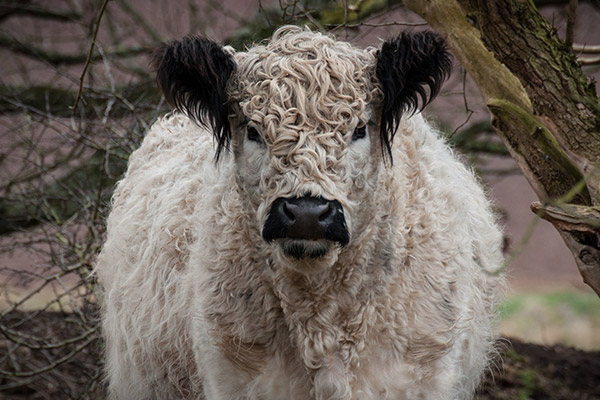 Colour Inheritance in White Galloway Cattle - Belted Galloway