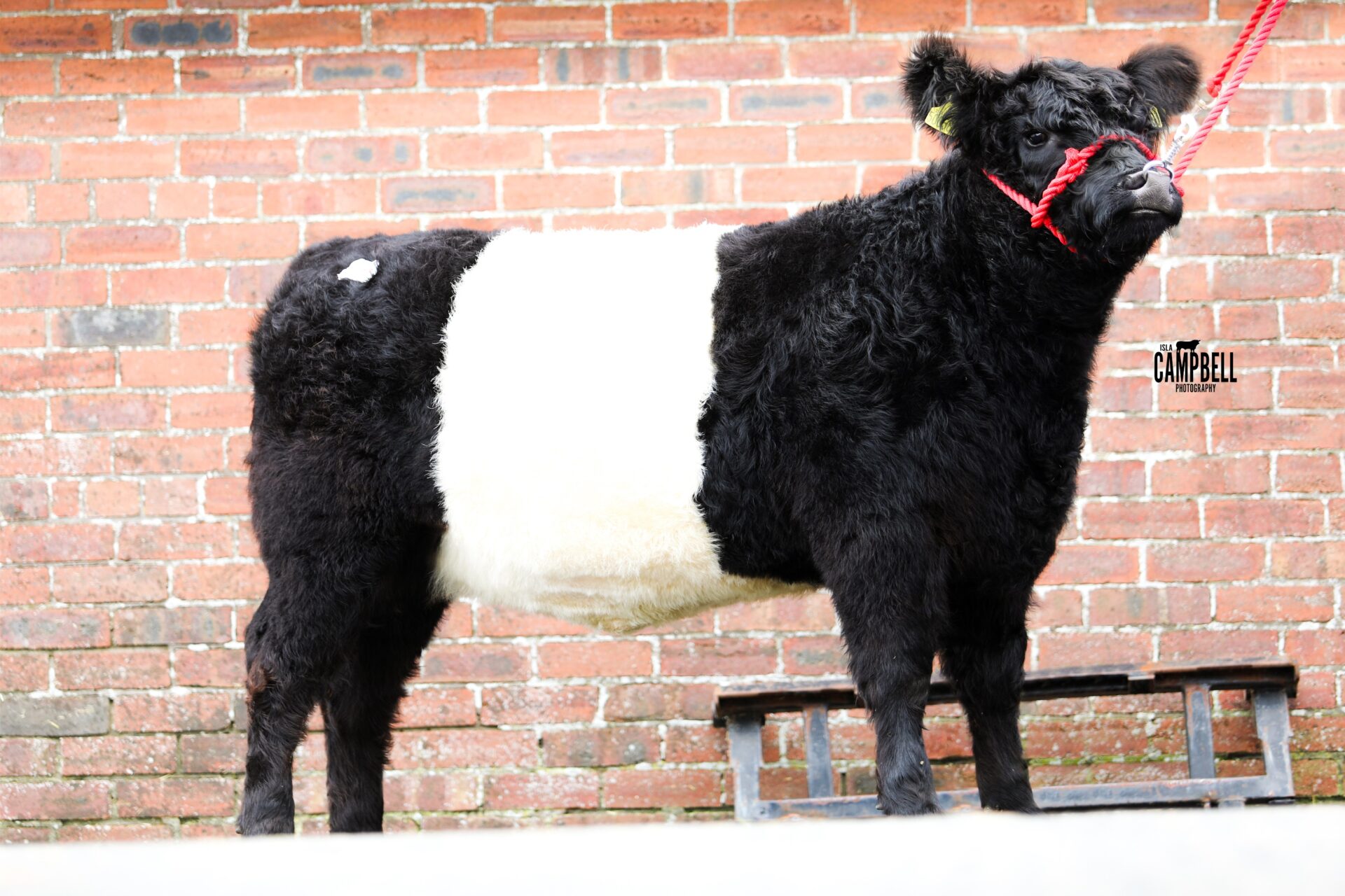 Northern Group - Belted Galloway