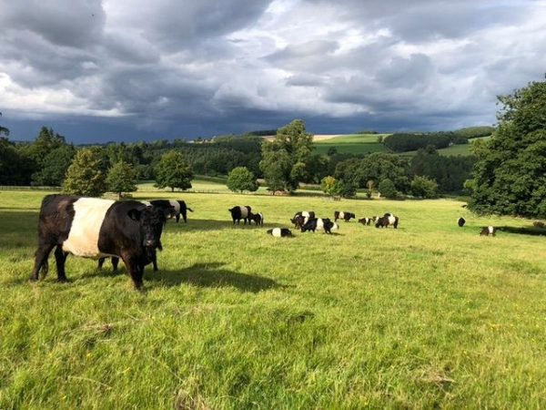 Pedigree Belted Galloway Female Weaners - Belted Galloway