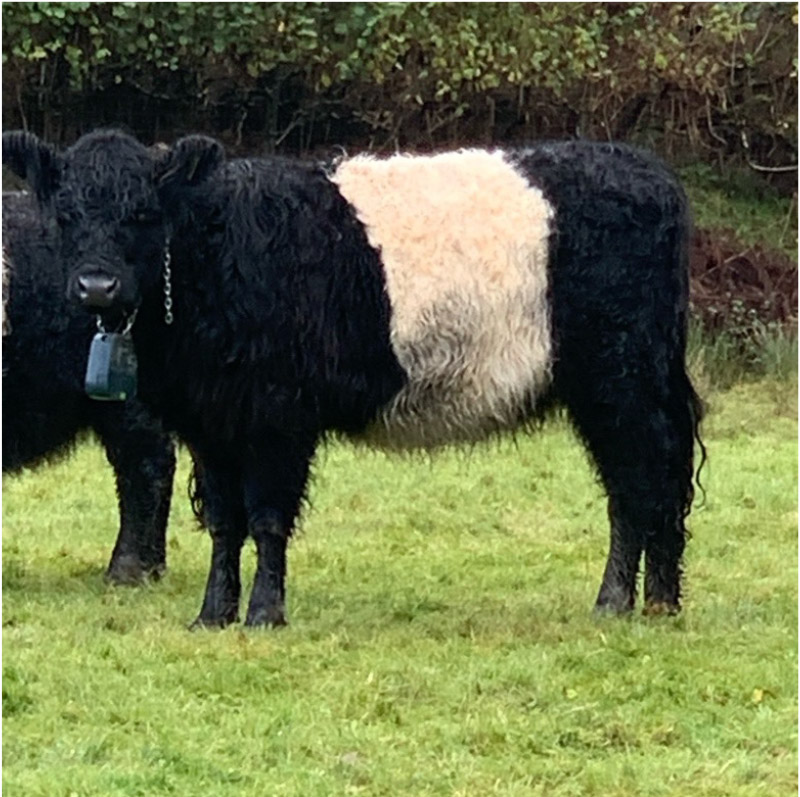 Pedigree Belted Galloway Heifer For Sale - Belted Galloway