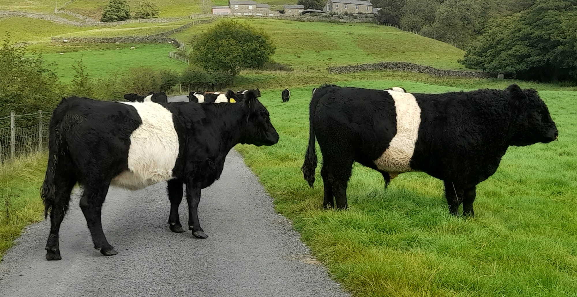 Summerstone Alice - Belted Galloway