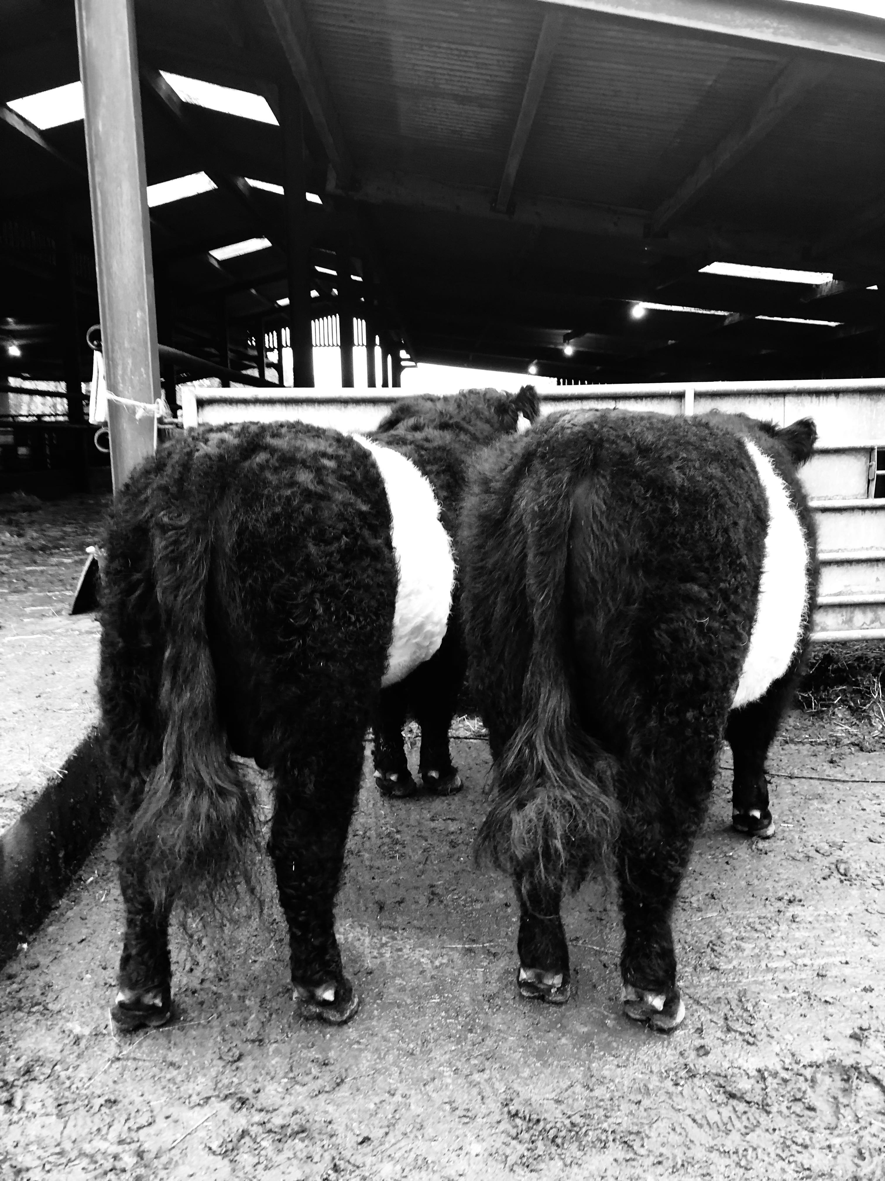 Scottish Breeders: Plans for 2024 - Belted Galloway