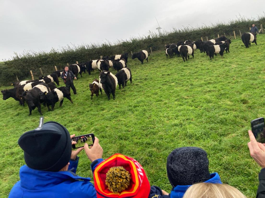 Belted Galloway Club Ireland year in review - Belted Galloway