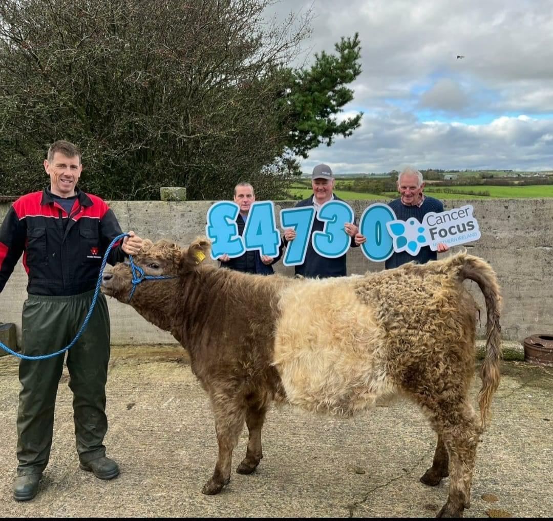 Belted Galloway Club Ireland year in review - Belted Galloway